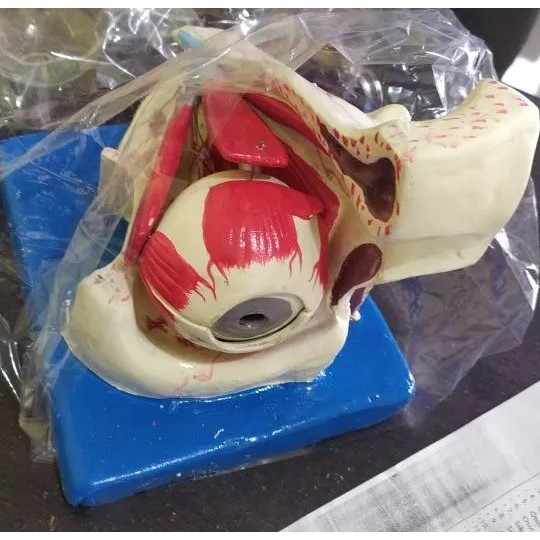 Jual MANIKIN MODEL MATA MANUSIA / PHANTOM MANIKIN MODEL MATA MANUSIA ...