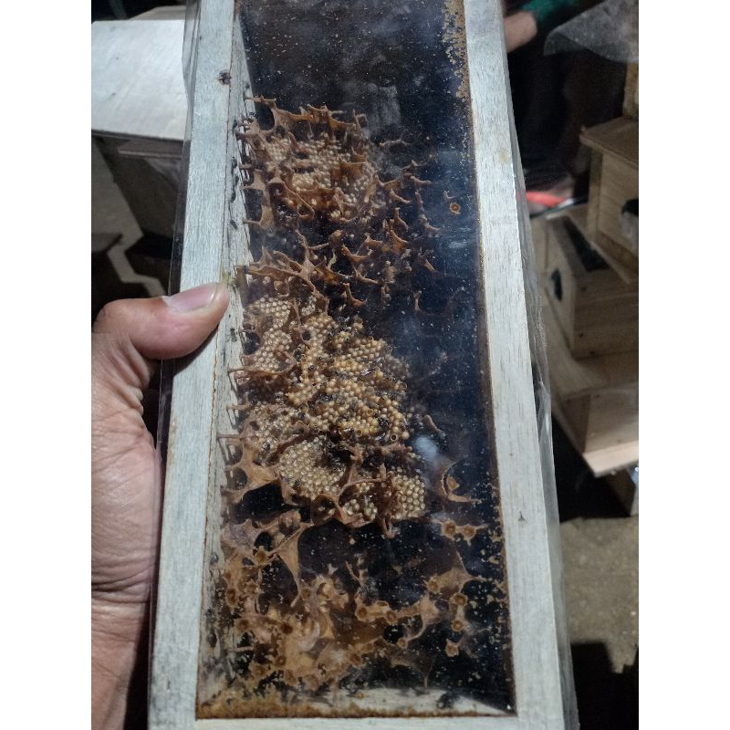 Jual klanceng biroi sulawesi atau trigona biroi atau kelulut biroi ...