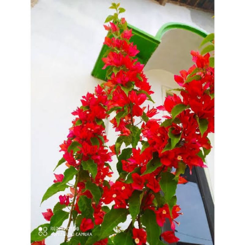 Jual Bougenville Ekor Musang Merah | Shopee Indonesia