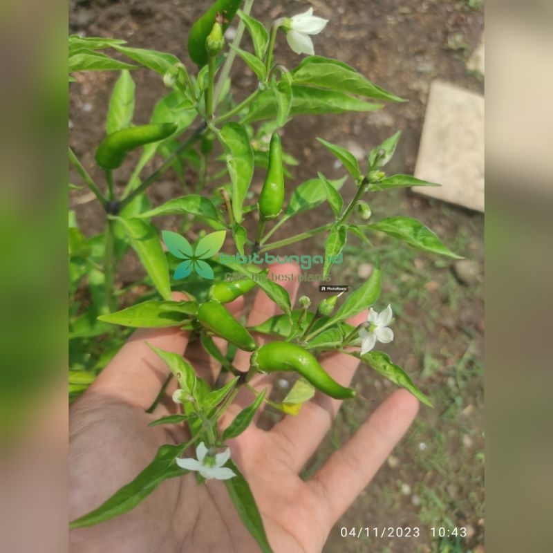 Jual Tanaman Bibit Cabe Lalap Sumedang(Lombok lalap) | Shopee Indonesia