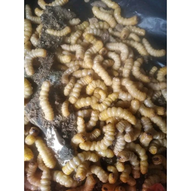 Jual uter ulat kayu ulat sengon size sedang per 100 ekor tambah bonus ...