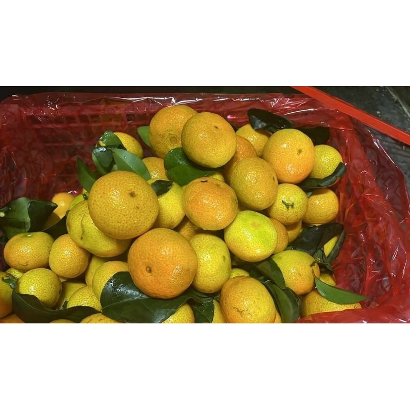 Jual JERUK SHANTANG BIRMA | Shopee Indonesia