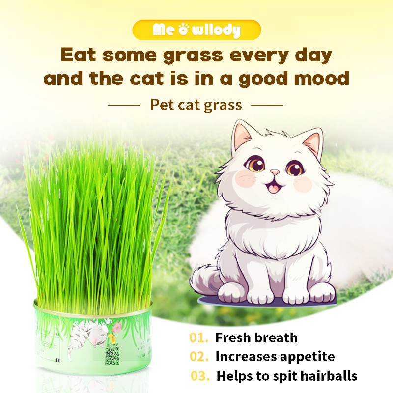 Jual Meowllody 20 Gram Benih Rumput Kucing Bibit Rumput Gandum ...