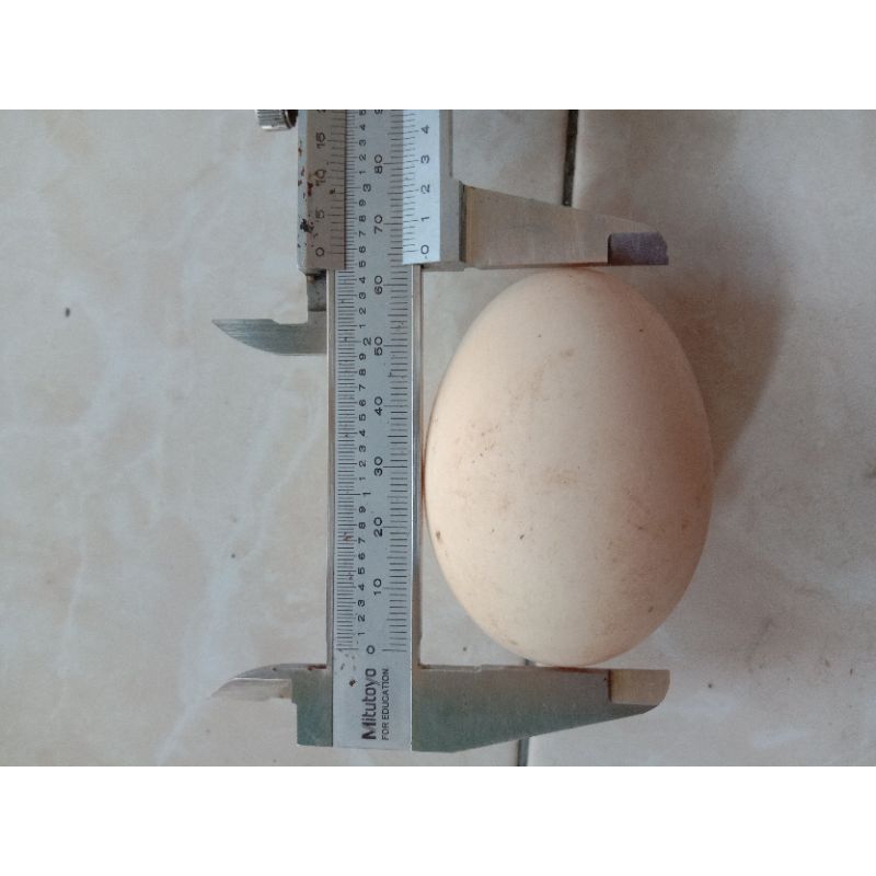 Jual telur fertil entok jumbo blitar super buat kontes | Shopee Indonesia