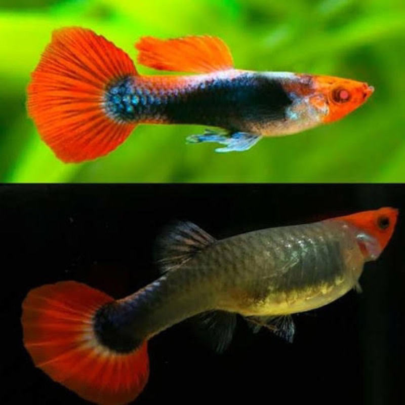 Jual sepasang hiasan aquarium guppy tuxedo koi siap bread | Shopee ...