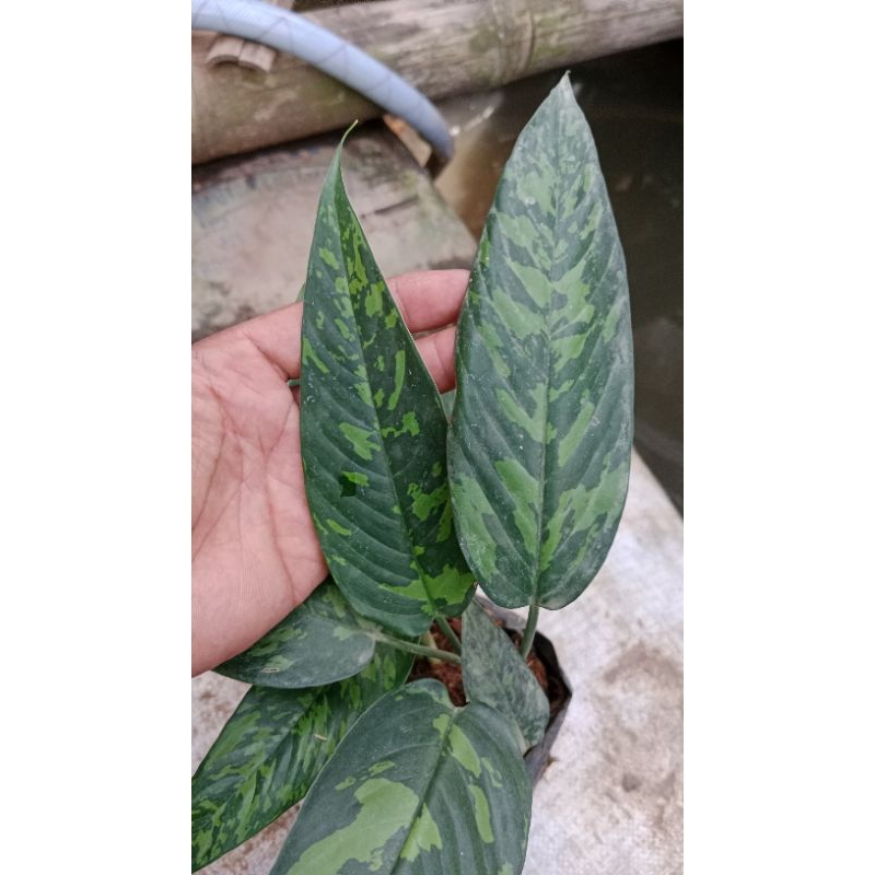 Jual Elegansi Hijau yang Menawan: Homalomena Army untuk Interior yang ...