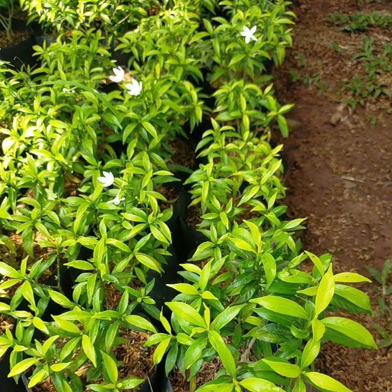 Jual Tanaman sabrina golden - rambosa mini - rambosa gold - tanaman ...