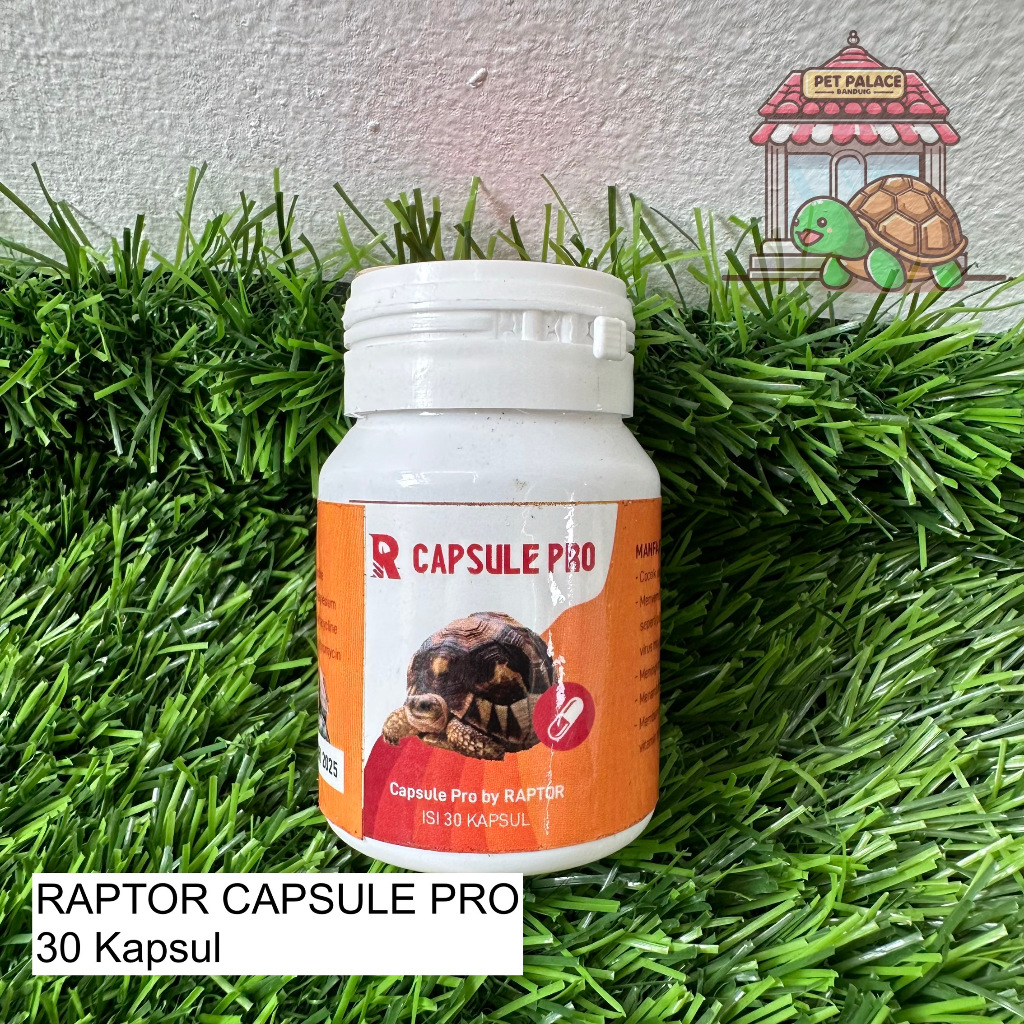 Jual Capsule Pro Raptor 30 Kapsul Obat Lemas Sakit Torto Kura Sulcata ...