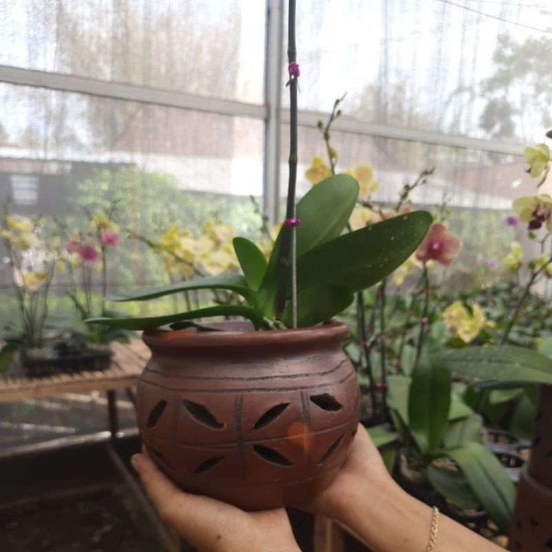 Jual Pot Gerabah/Pot Anggrek/pot gerabah diameter 15 cm (Min 4/6/8 Free ...