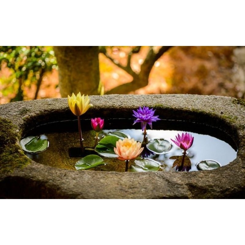 Jual BENIH BUNGA TERATAI MIX WARNA | Shopee Indonesia