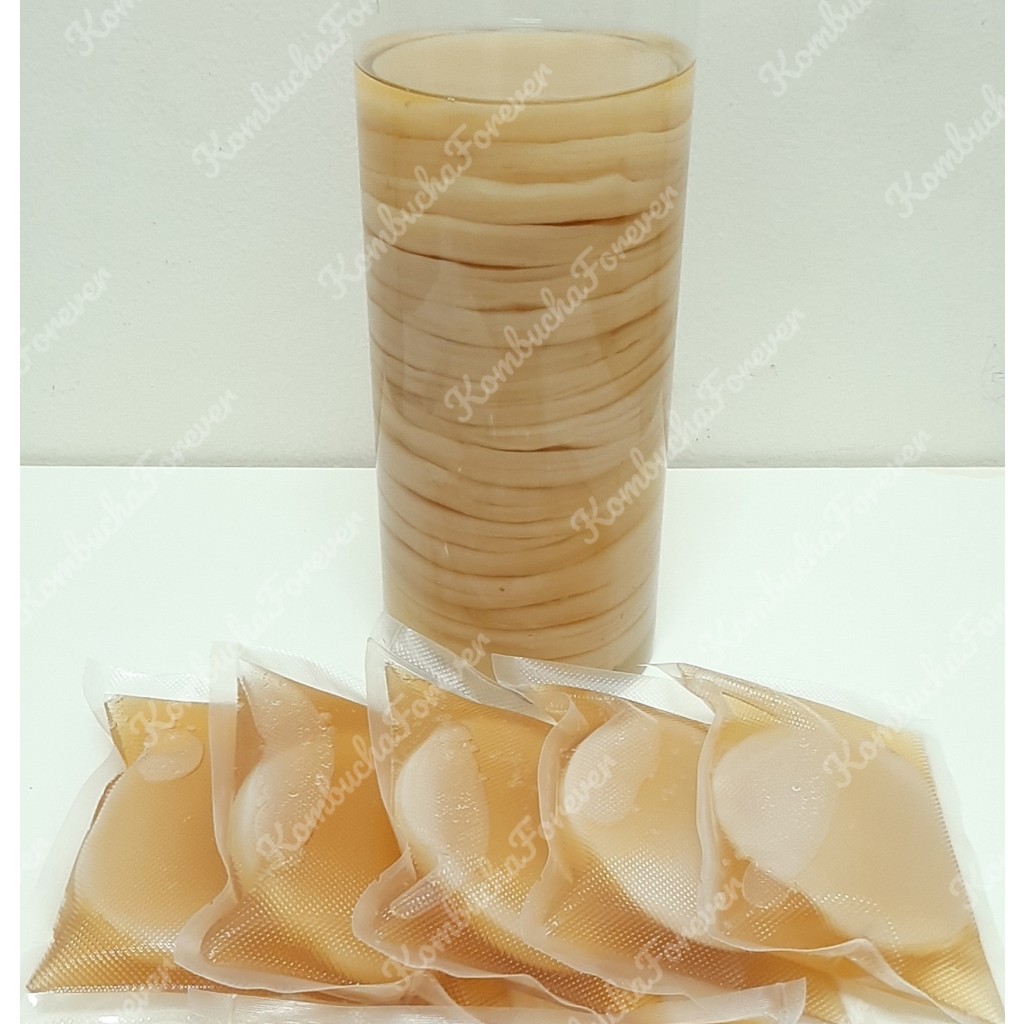 Jual Bibit Scoby Jamur Kombucha Premium Organik | Shopee Indonesia