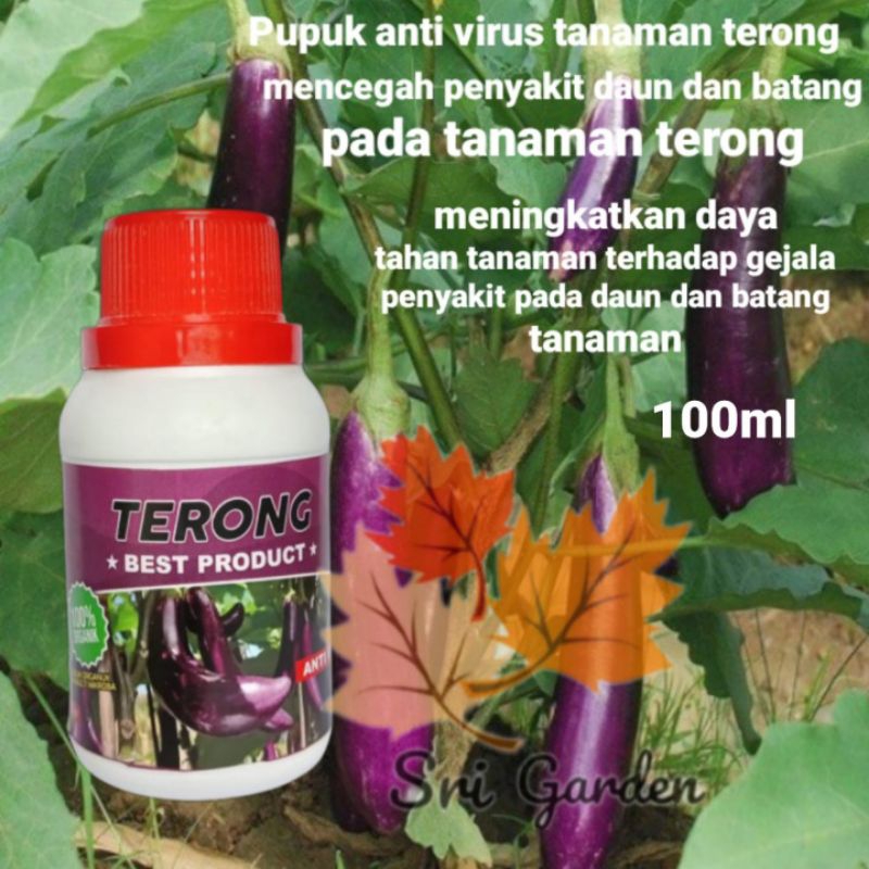 Jual pupuk cair terong untuk penyakit bulai pada daun terong ...