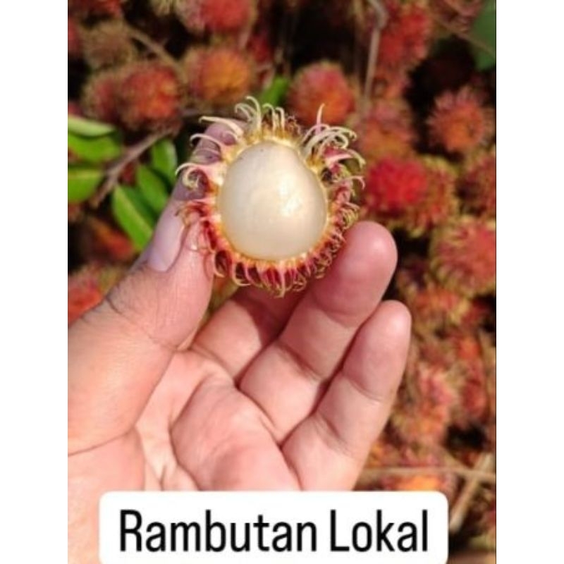 Jual rambutan lokal 1 kg | Shopee Indonesia