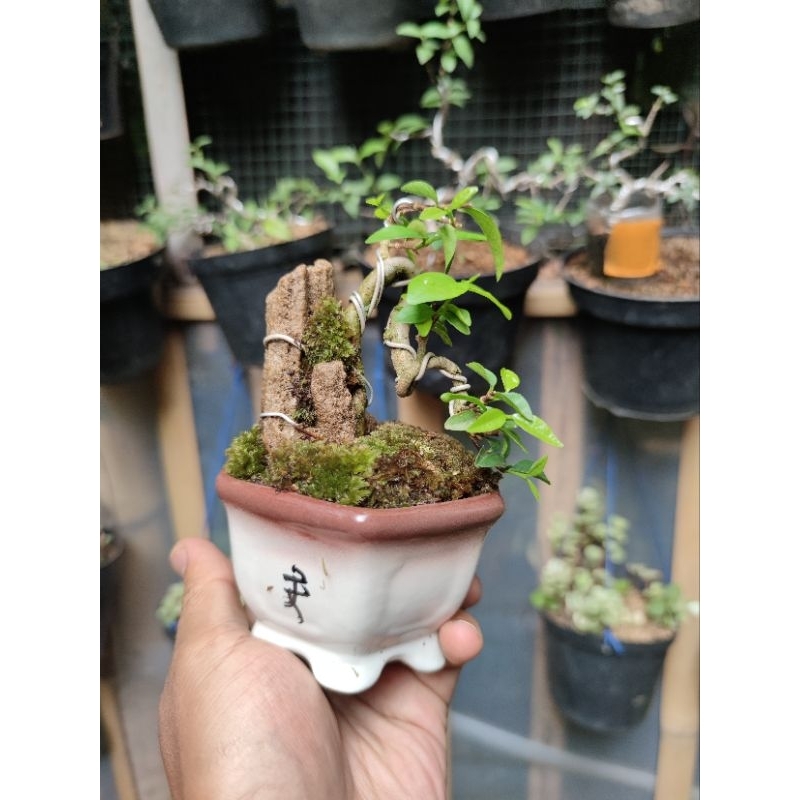 Jual Bonsai Mini Shito Anting Putri Micro Bonsai Religiosa wrightia ...