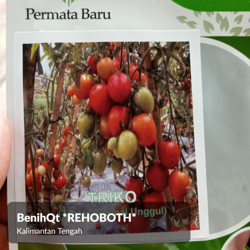 Jual Benih bibit Tomat 140 biji | Shopee Indonesia