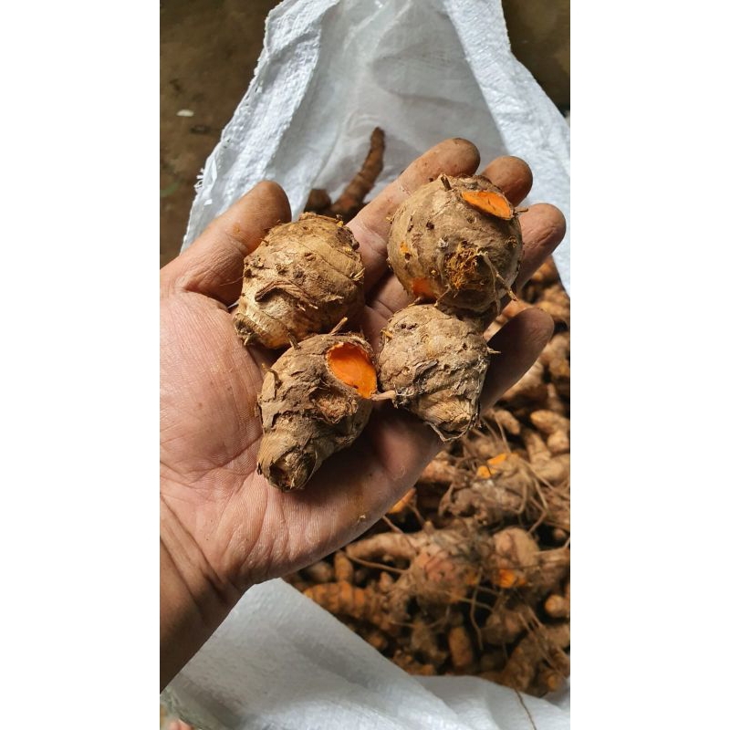 Jual BIANG KUNYIT/EMPU KUNYIT/MPU KUNIR 100% ASLI DAN SEGAR 1 KG SUDAH ...