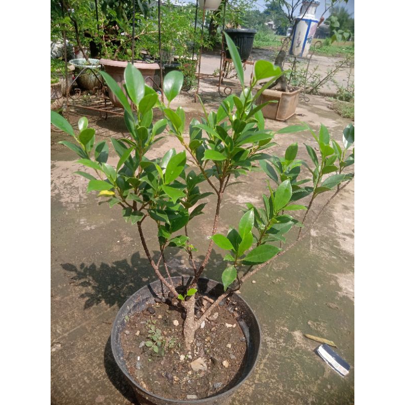 Jual bahan bonsai beringin kimeng | Shopee Indonesia