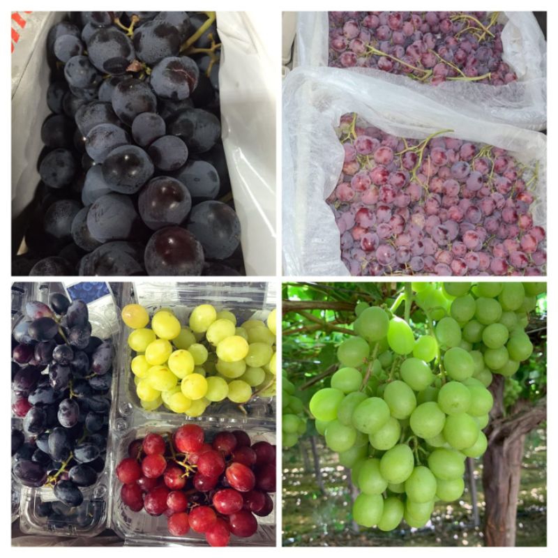 Jual Anggur Red Globe | Anggur Hijau Seedless Manis | Anggur Hitam ...