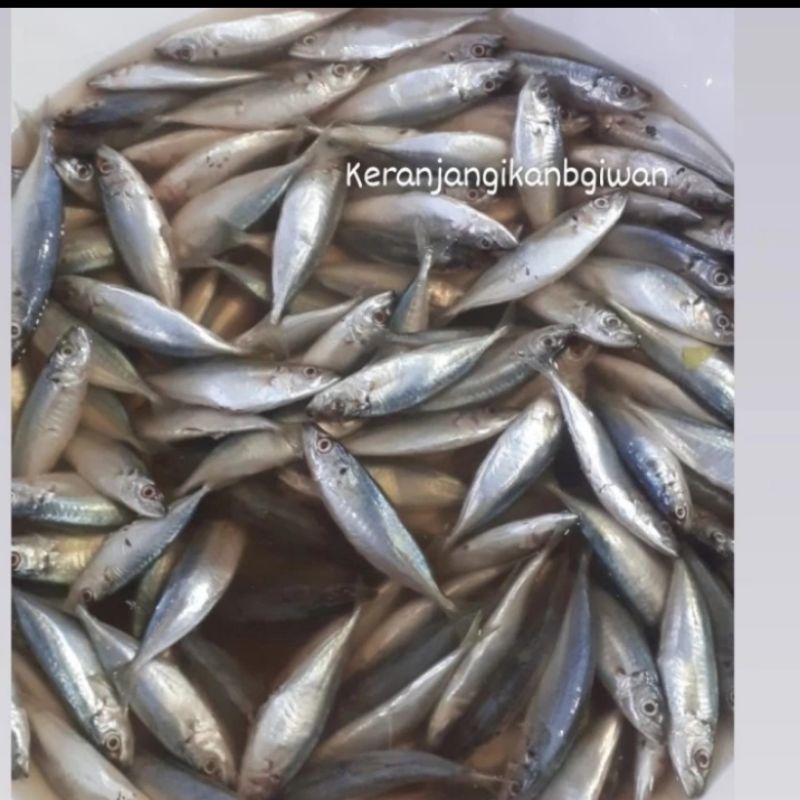 Jual Ikan kembung layang segar 1kg isi 9/10 (bukan frozen) free ...