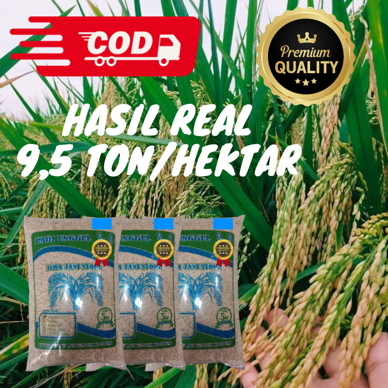 Jual PADI UNGGUL INBRIDA C2 ORI PREMIUM 5 KG | Shopee Indonesia
