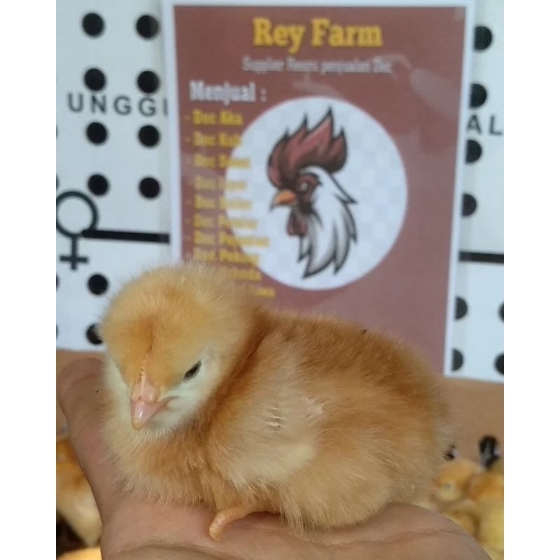 Jual Bibit ayam petelur 1 Box Isi 100 ekor / Doc Layer Betina Petelur ...