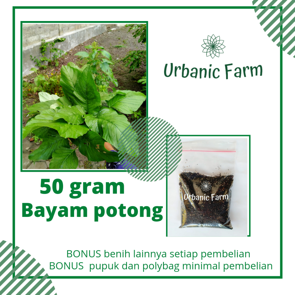Jual 50 gram benih bayam potong bayam jumbo | Shopee Indonesia