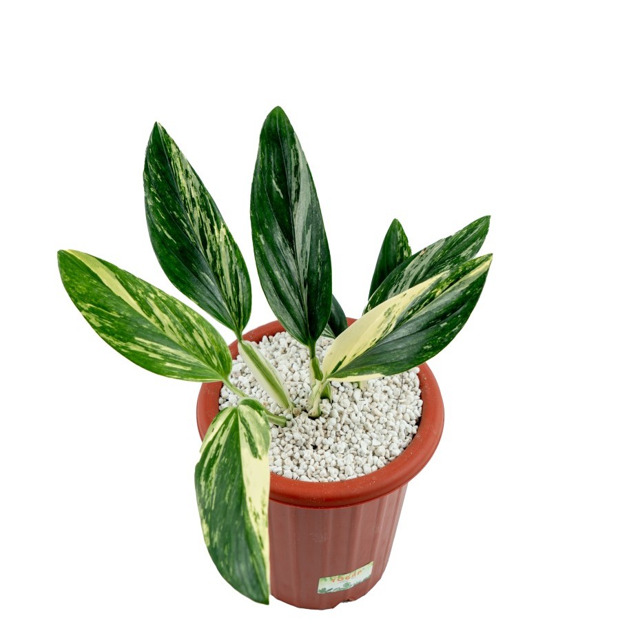 Jual Tanaman Hias Aroid Jenis Monstera Standleyana Variegata Yellow ...