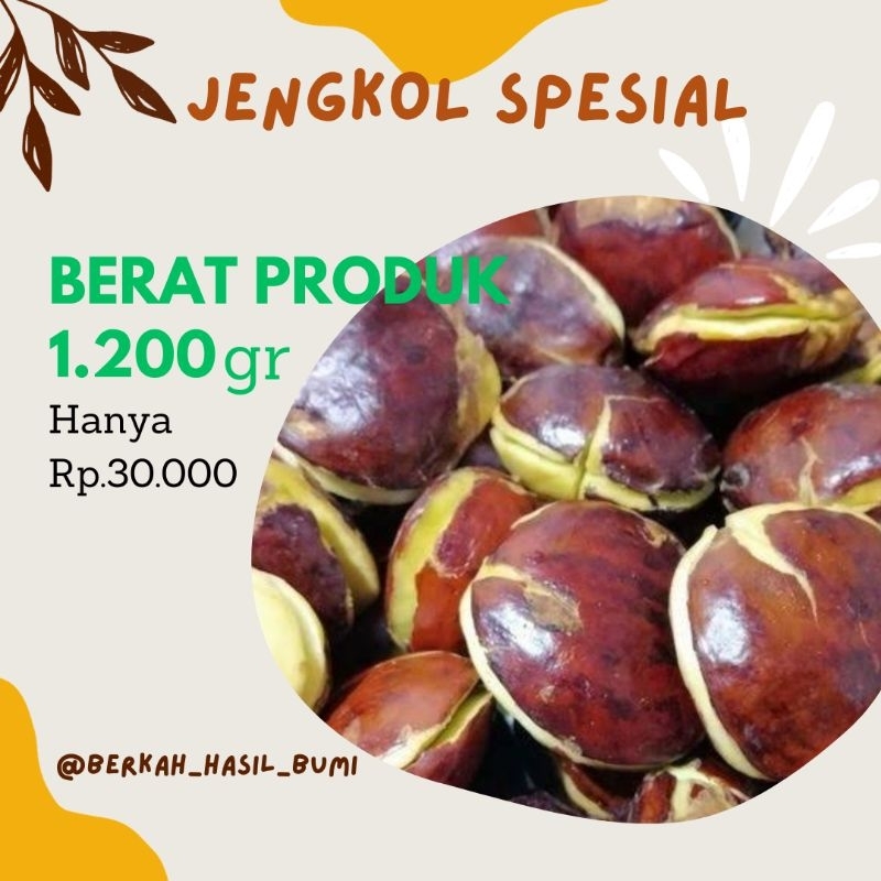 Jual jengkol tua 1.200gr | Shopee Indonesia