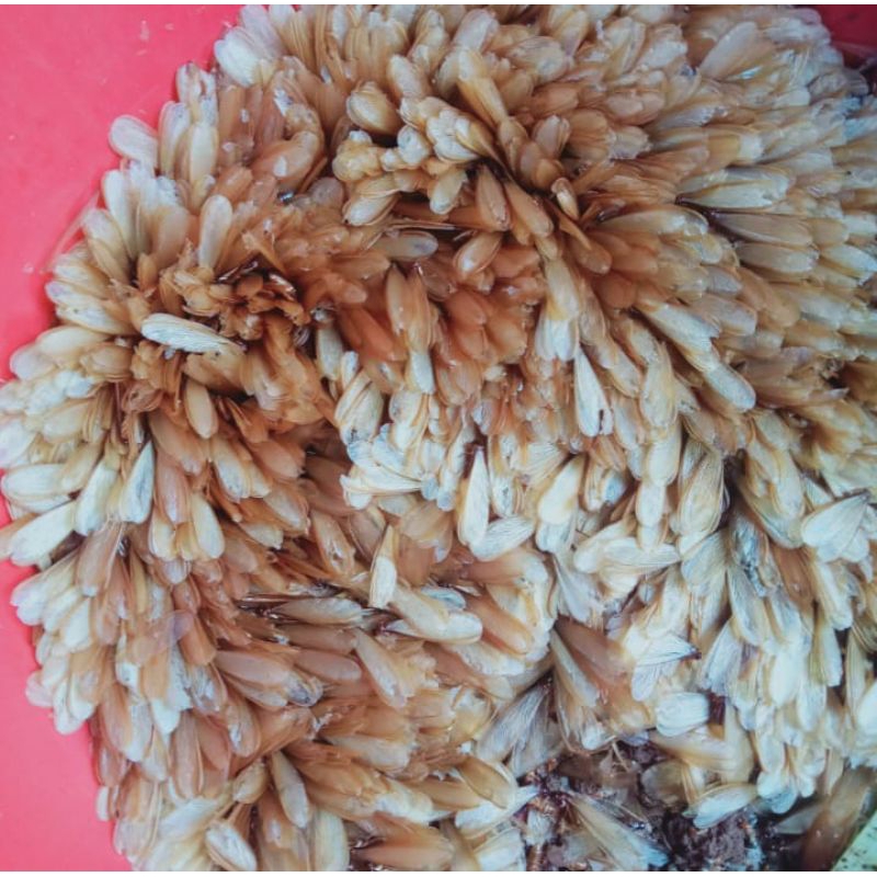 Jual Laron silaru Umpan pancing Galatama lele juara indukan | Shopee ...