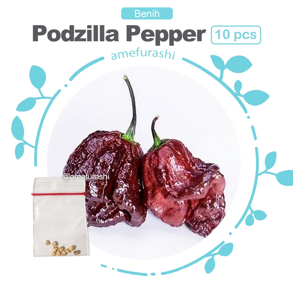 Jual Amefurashi 10 Biji Benih Cabe Pedas Podzilla Chocolate Pepper ...