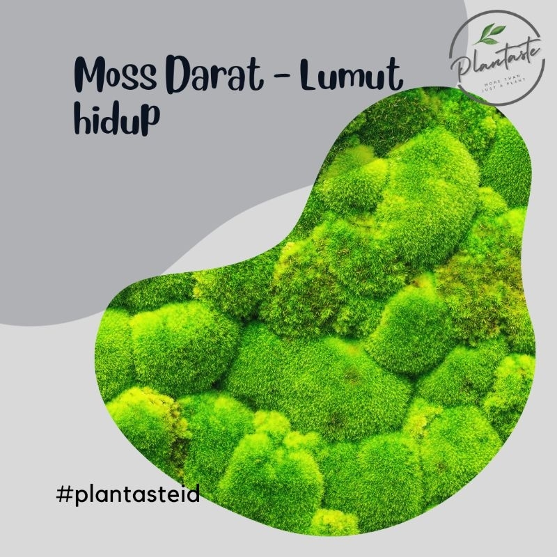 Jual Moss Lumut Hidup | Plantaste | 100 gram | Shopee Indonesia