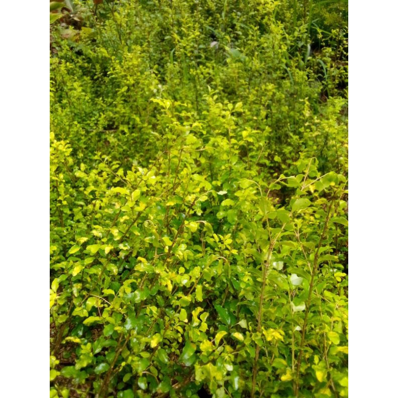 Jual Tanaman legistrum kuning | Shopee Indonesia