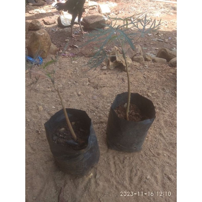 Jual Tanaman Yodium | Shopee Indonesia