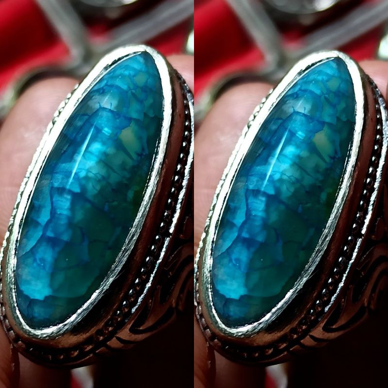 Jual pandan sisik naga | Shopee Indonesia