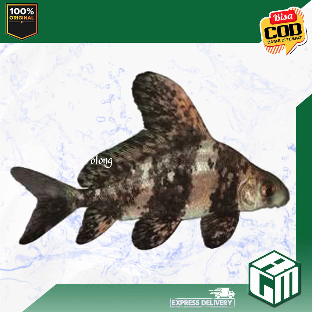 Jual ikan CHF chinese high fin tankmate hias predator aquarium ...