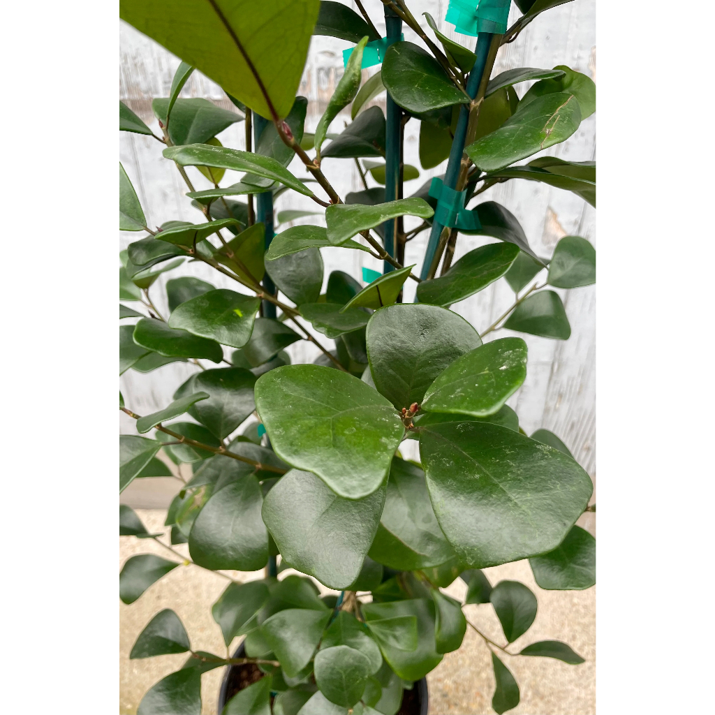 Jual tanaman ficus triangularis | Shopee Indonesia