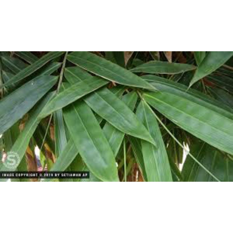 Jual daun bambu daun pring | Shopee Indonesia