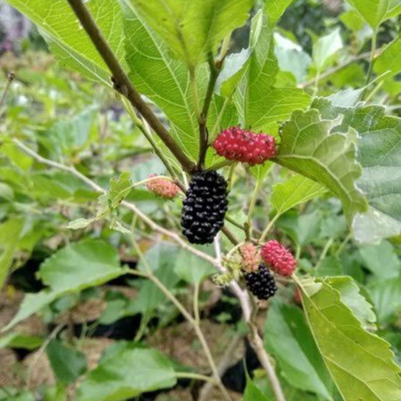 Jual 8 BATANG STEK MURBEI / MURBEY | Shopee Indonesia