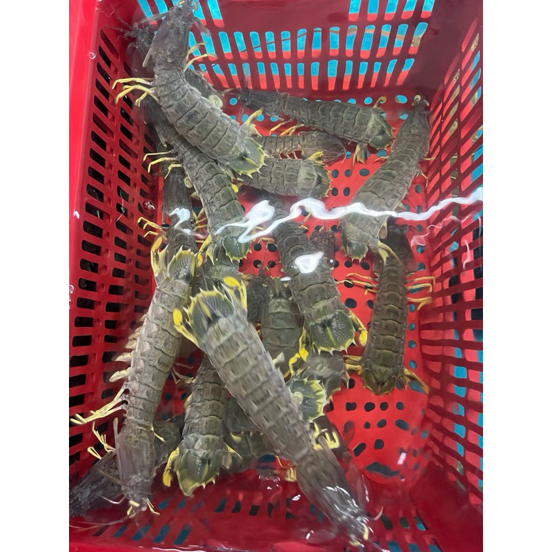 Jual UDANG RONGGENG / MANTIS SHRIMP (HIDUP) size M (1kg isi -+9ekor ...