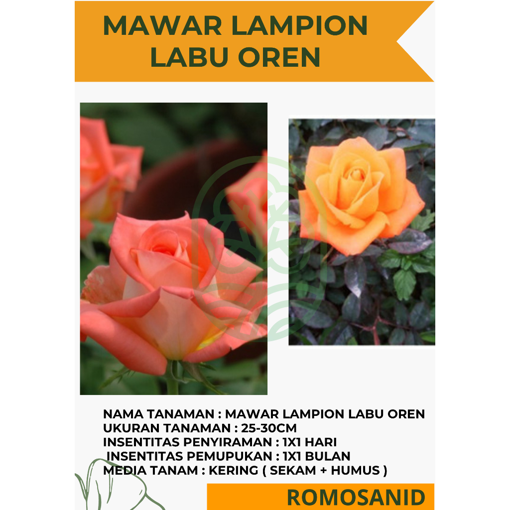 Jual MAWAR LAMPION LABU OREN pohon hidup - ROMOSAN.ID | Shopee Indonesia