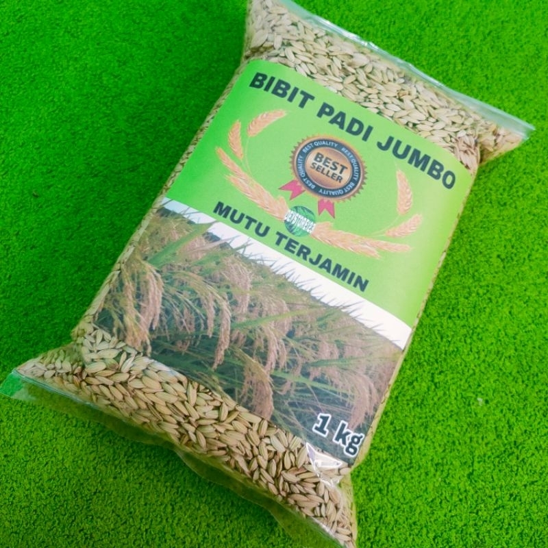 Jual BIBIT PADI UNGGUL UMUR PENDEK TERBARU\BENIH PADI MERAH JUMBO ...