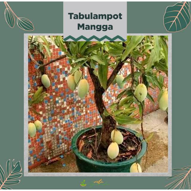 Jual Mangga Udang / Mangga Parapat | Cepat Berbuah | Berbuah Di Dalam ...