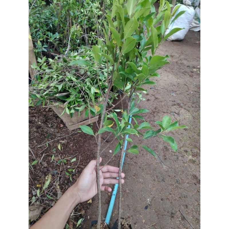 Jual Bahan bonsai beringin iprik preh | Shopee Indonesia
