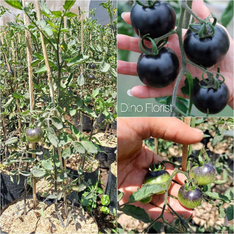 Jual Bibit Tanaman Buah Tomat Hitam / Tanaman Sayur | Shopee Indonesia