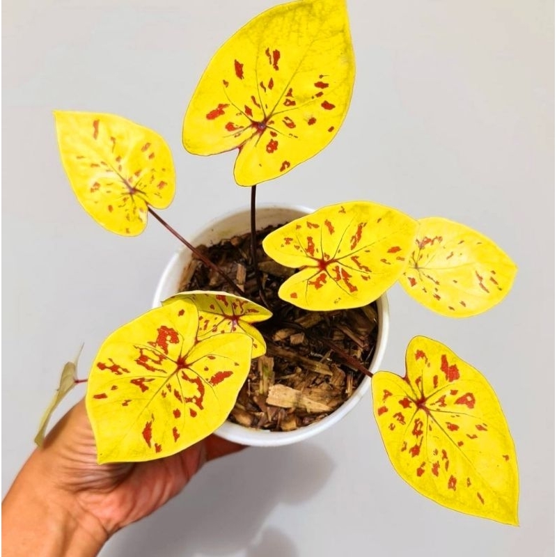 Jual Caladium Yellow Leopard KeladiHias Yellow Leopard Tanaman Hias ...