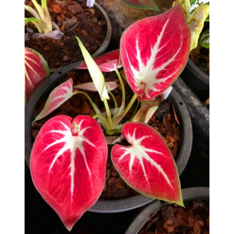 Jual Caladium Yellow Leopard KeladiHias Yellow Leopard Tanaman Hias ...