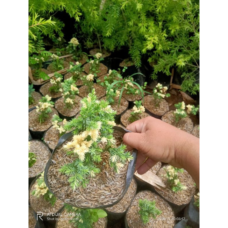 Jual tanaman hias bahan bonsai Cemara pua pua varigata ukuran kecil ...