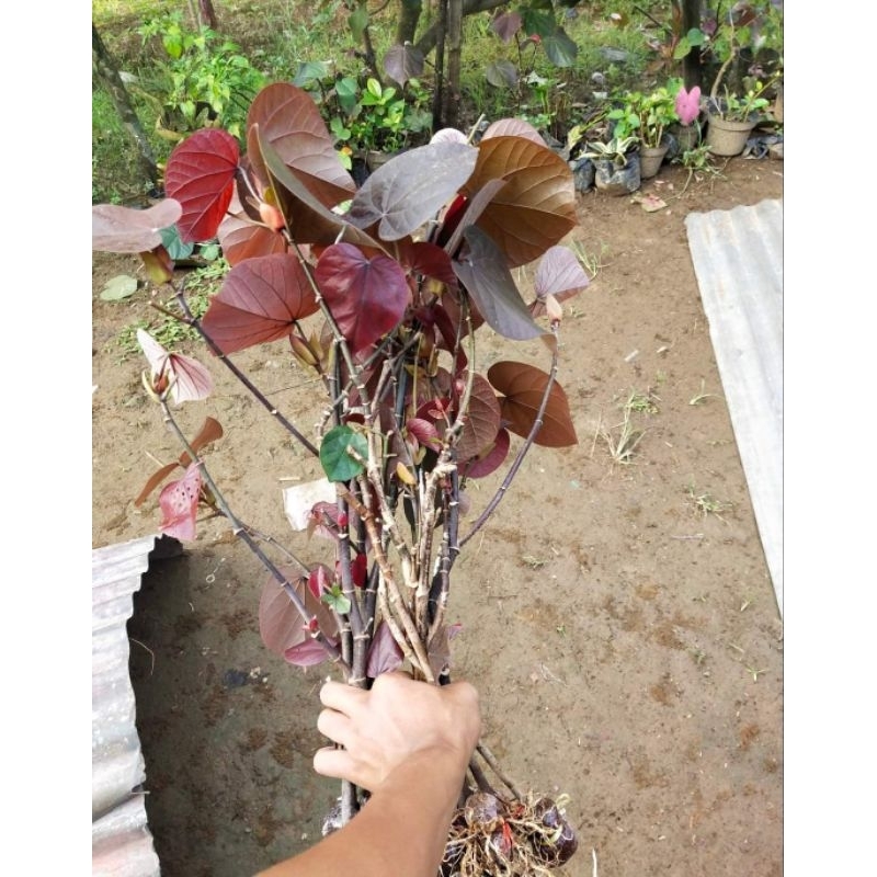Jual Bibit Waru merah super red hasil cangkok | Shopee Indonesia