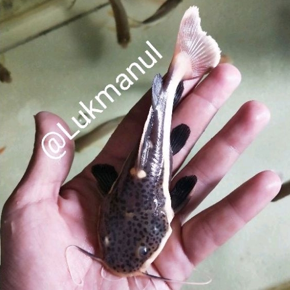 Jual Ikan RTC Red Tail Catfish Baby | Shopee Indonesia