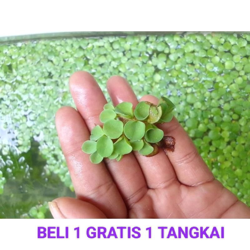 Jual Salvinia (tanaman apung air) | Shopee Indonesia